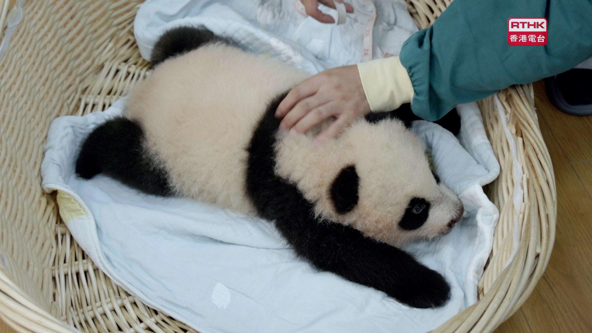 香港電台網站 : 電視|熊貓奇遇記|第二集：成長之路