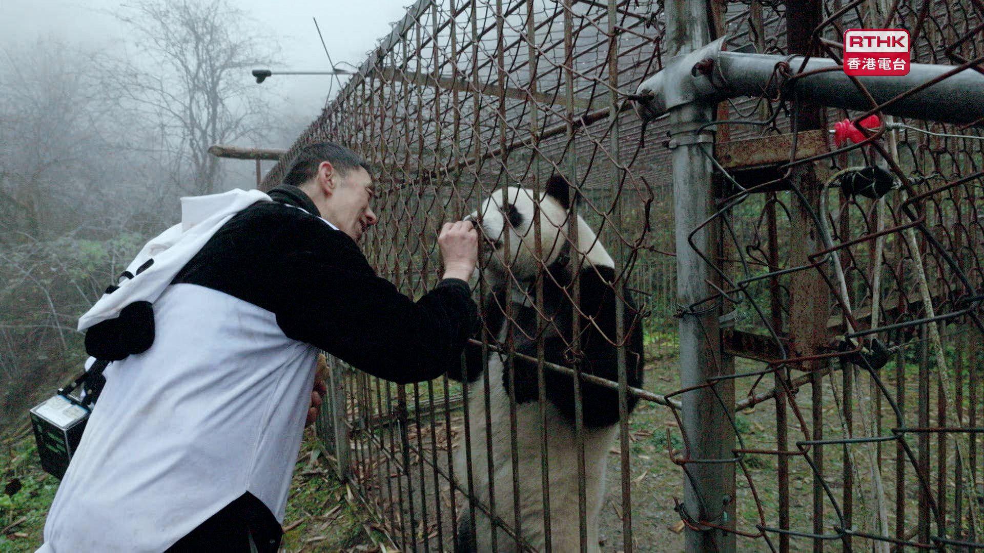 香港電台網站 : 電視|熊貓奇遇記|第三集：山林呼喚