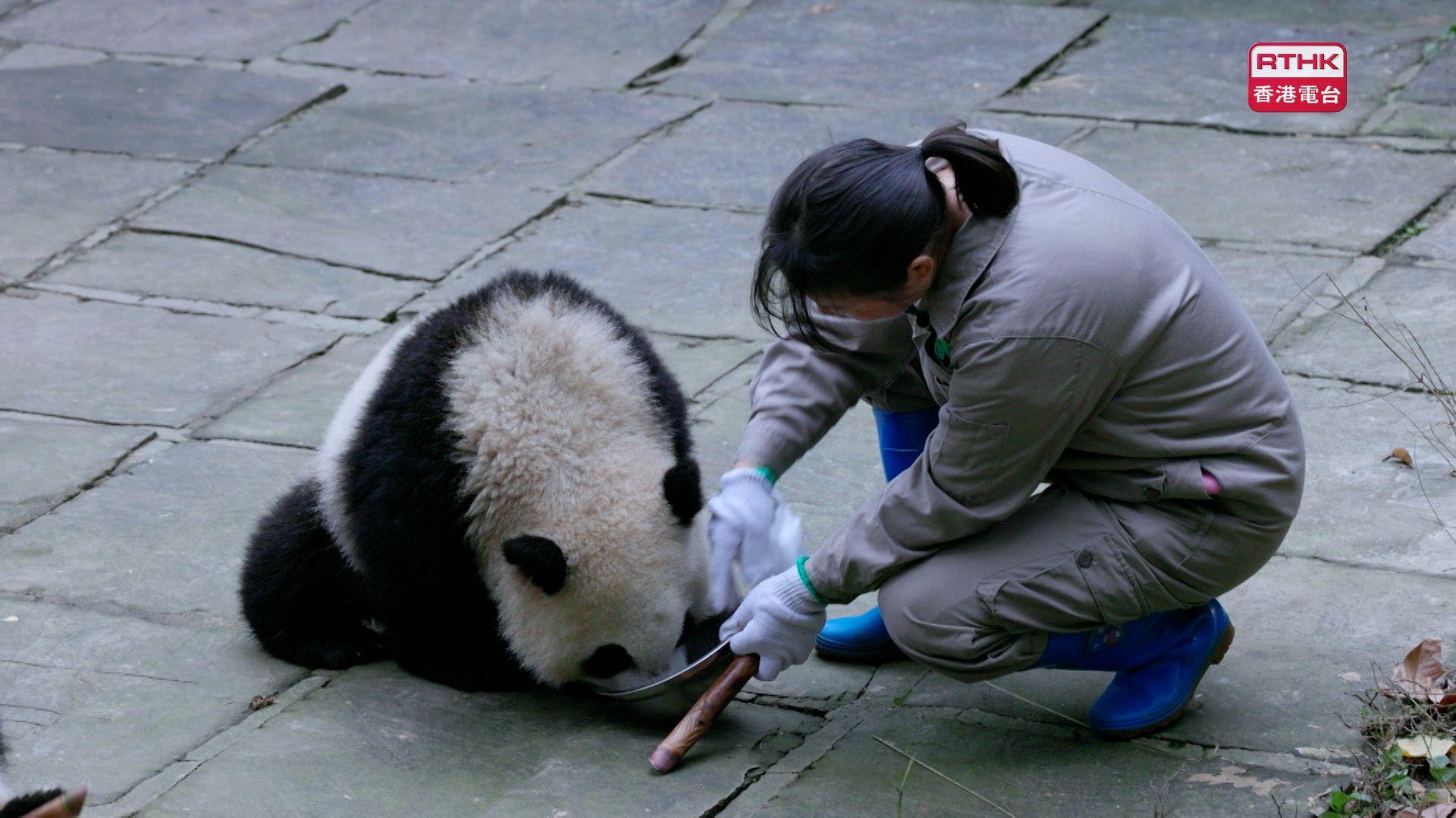 香港電台網站 : 電視|熊貓奇遇記|第四集：歸林逐夢